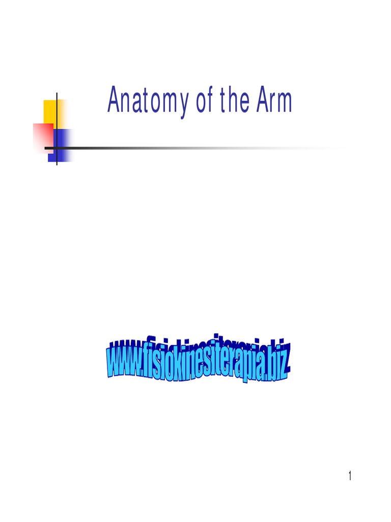 Anatomy of The Arm | PDF | Arm | Shoulder