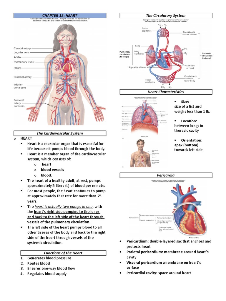 Heart Anatomy and Physiology Overview | PDF | Heart Valve | Heart