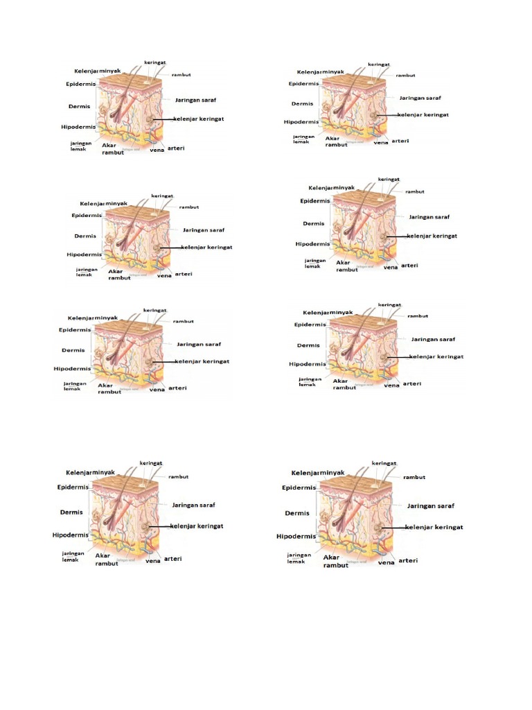 Gambar Struktur Kulit | PDF Gambar Struktur Kulit | PDF