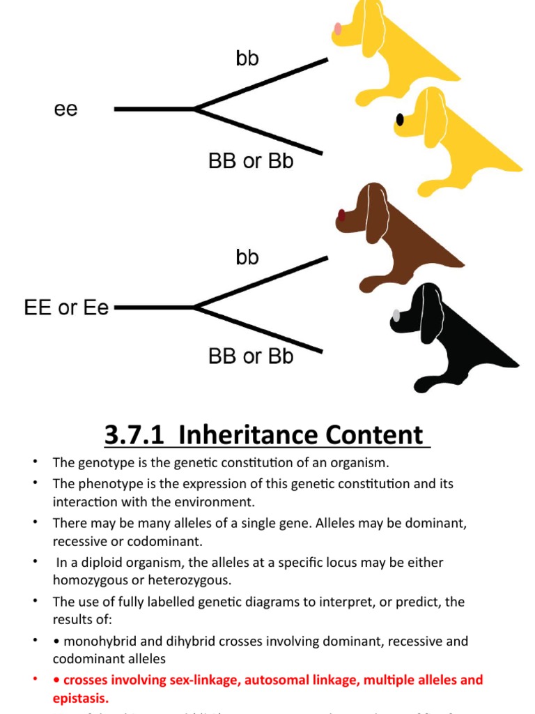 Epistasis and Genetic Inheritance Ratios | PDF | Dominance (Genetics) | Genotype