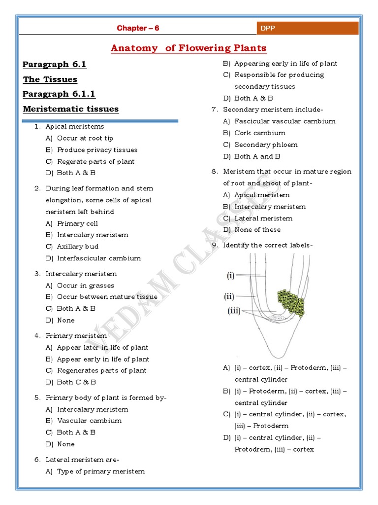 NEET MCQs on Plant Anatomy | PDF | Plant Stem | Leaf