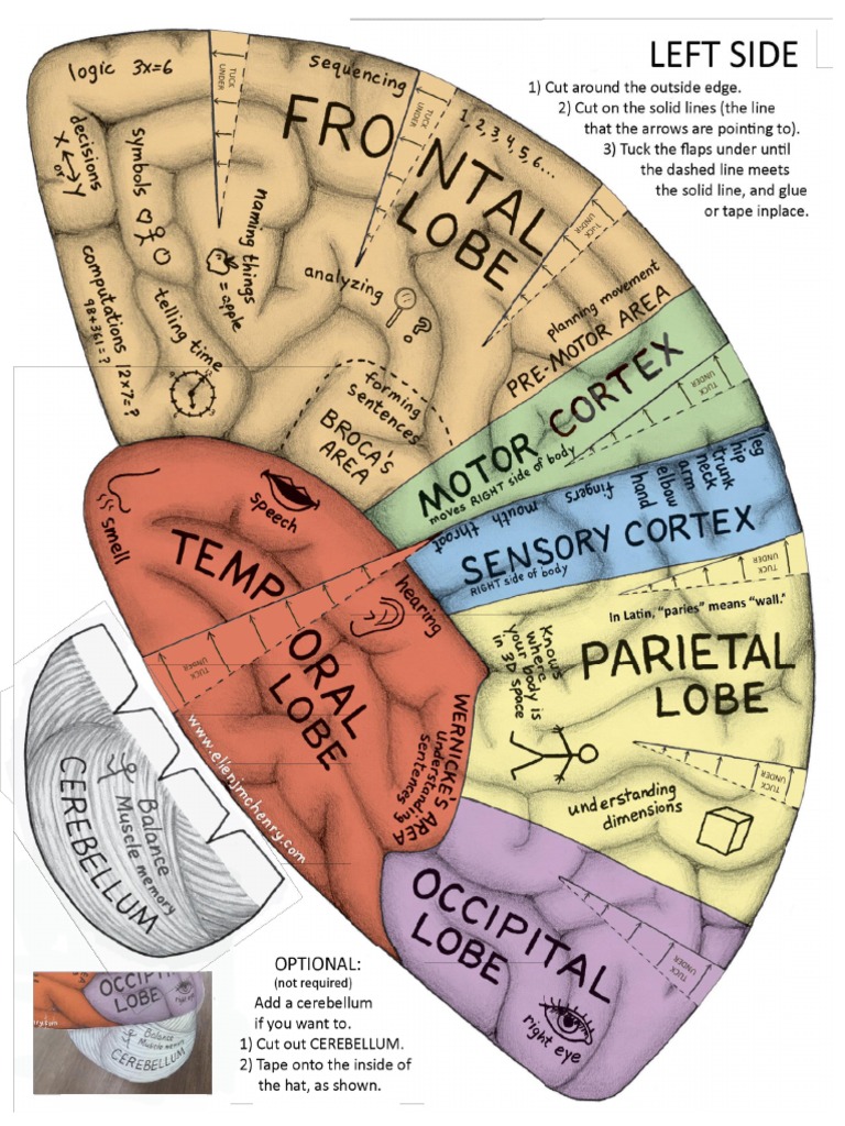 Brain Cap Activity PDF | PDF
