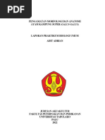 LAPRAK Morfologi Dan Anatomi Ayam | PDF