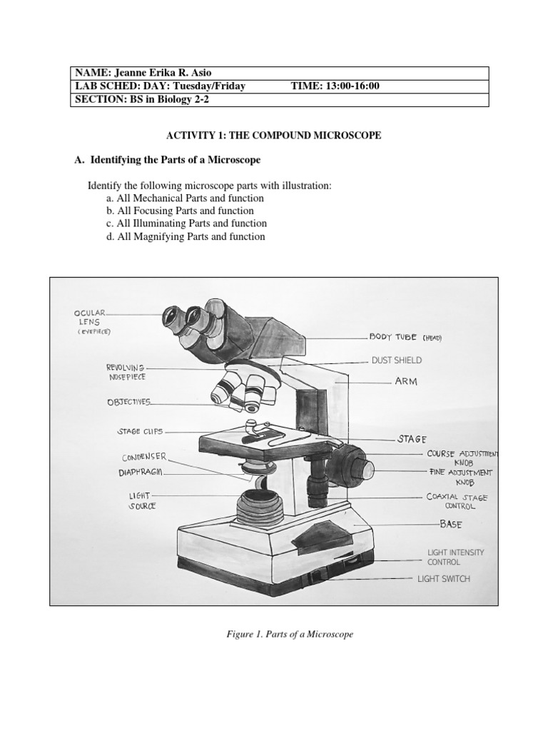 Jeanne Erika Asio - Activity 1-Microscope PDF | PDF | Equipment | Optics