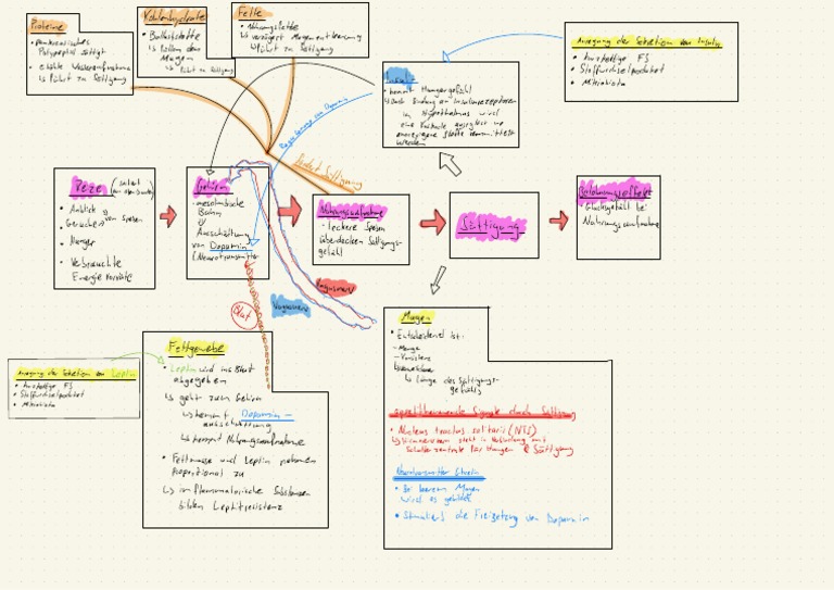 Regulation Von Hunger Und Sättigung 3 PDF | PDF