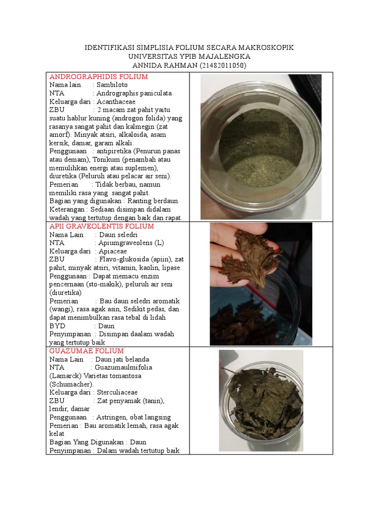 Identifikasi Simplisia Folium Secara Makroskopik | PDF