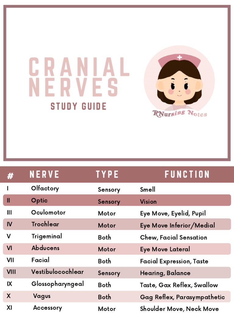 Cranial Nerves | PDF | Human Anatomy | Human Head And Neck