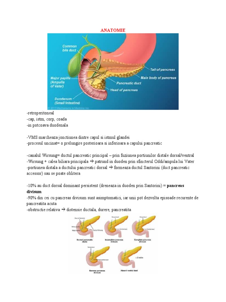 Pancreasul | PDF