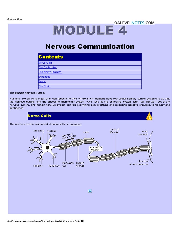 Nervous Communication | PDF | Chemical Synapse | Action Potential