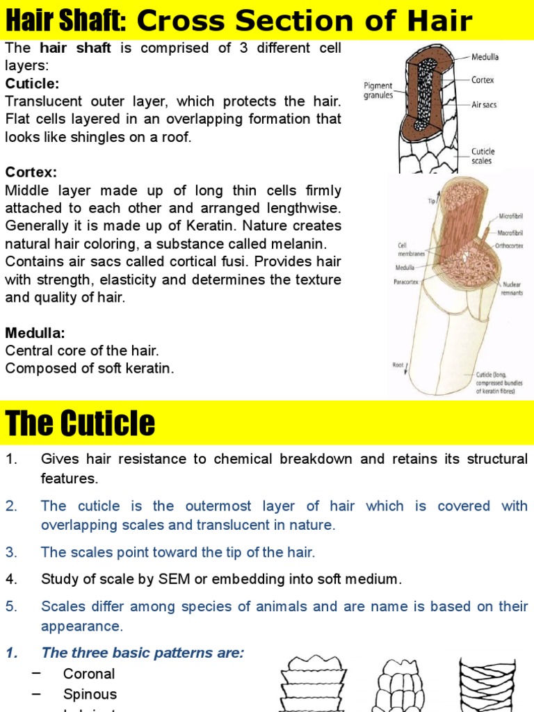 Hair Shaft | Download Free PDF | Hair | Anatomy