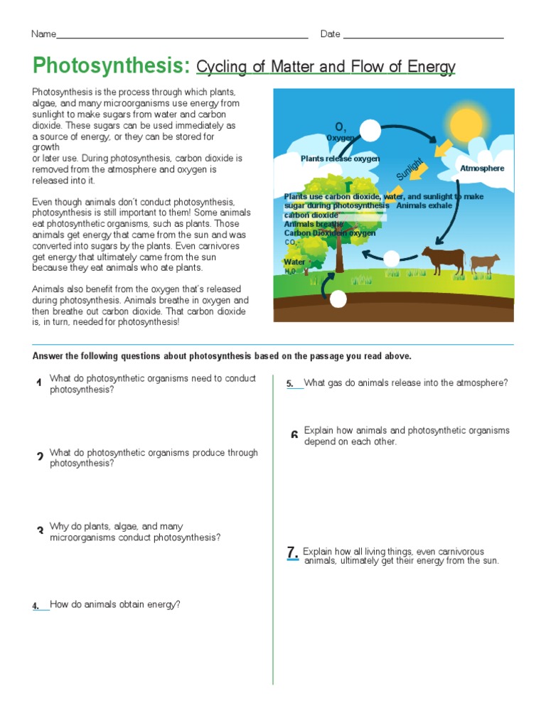 Photosynthesis Cycling Of Matter And Flow Of Energy Pdf