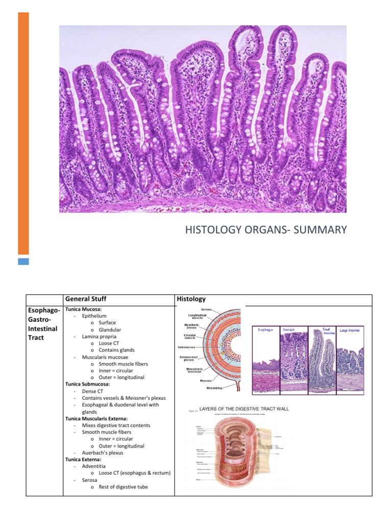 Histology Organs Summary | PDF | Epithelium | Esophagus