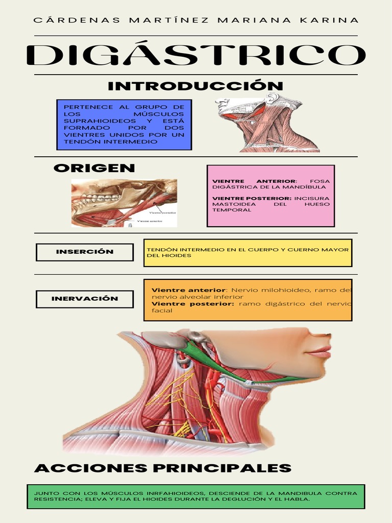 Digástrico PDF | PDF