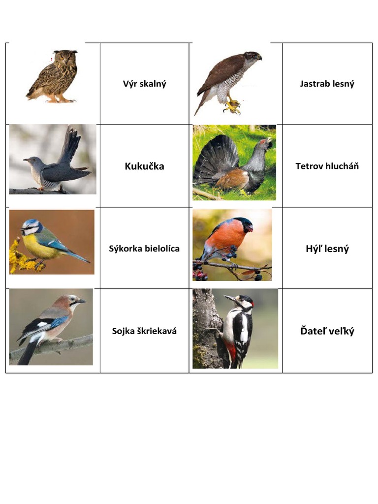 Opakovanie Vtáky Pexeso | PDF