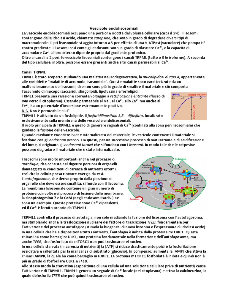 Vescicole Endolisosomiali | PDF