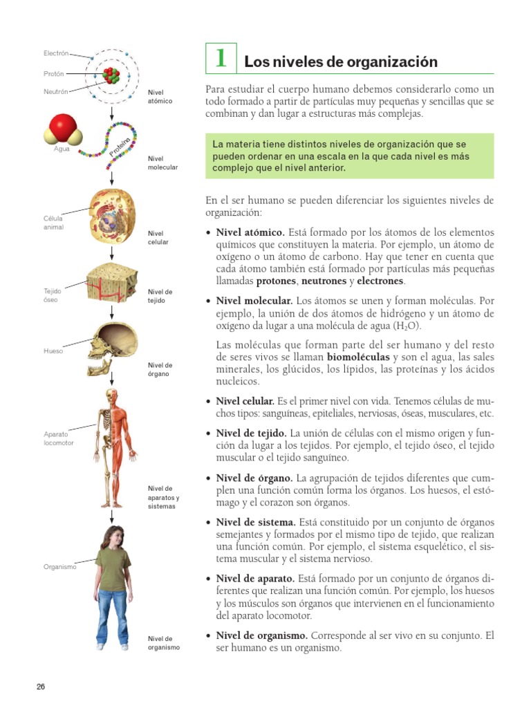 El Cuerpo Humano y La Salud. Elementos Basicos Secundaria. | PDF ...