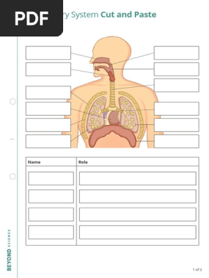 Respiratory System Diagram Worksheet