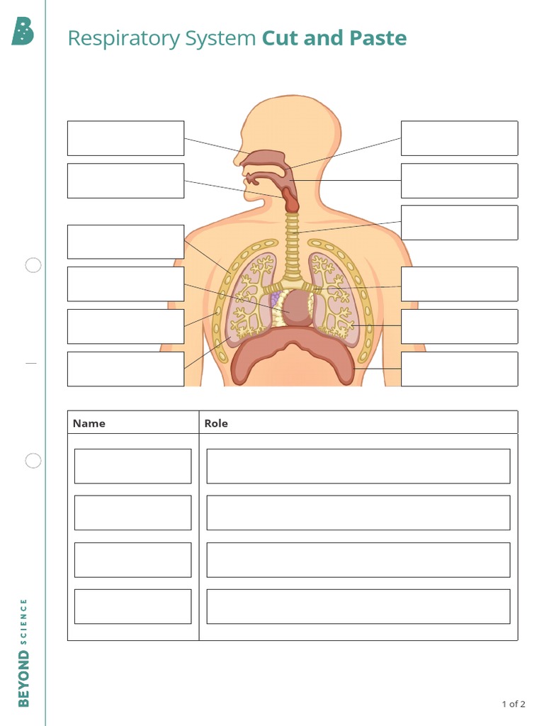 Respiratory System Cut and Paste PDF | PDF