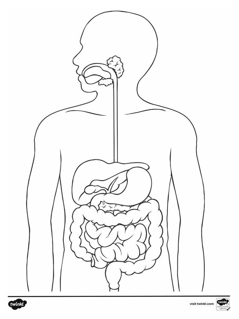 Human Digestive System Colouring Sheet - Ver - 1 PDF | PDF