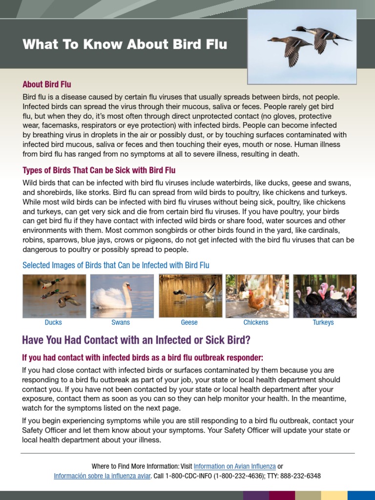 Bird Flu Exposure Handout | PDF | Avian Influenza | Influenza