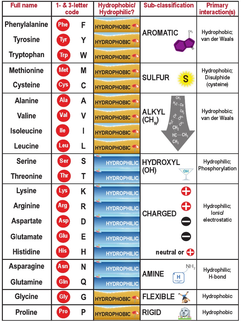 Amino Acid R Group Classification Summary | PDF