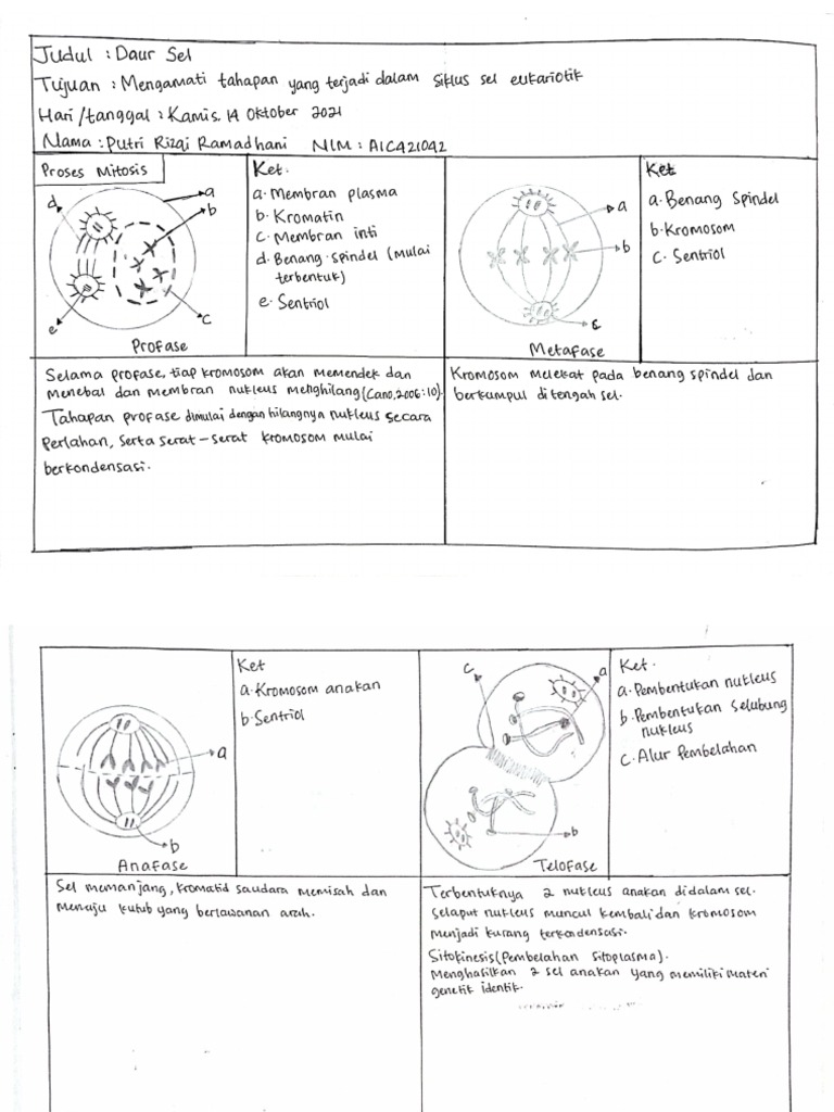 Laprak Daur Sel PDF | PDF