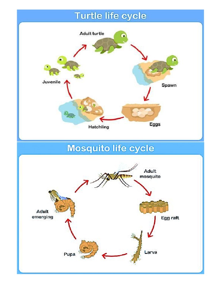 Life Cycle | PDF