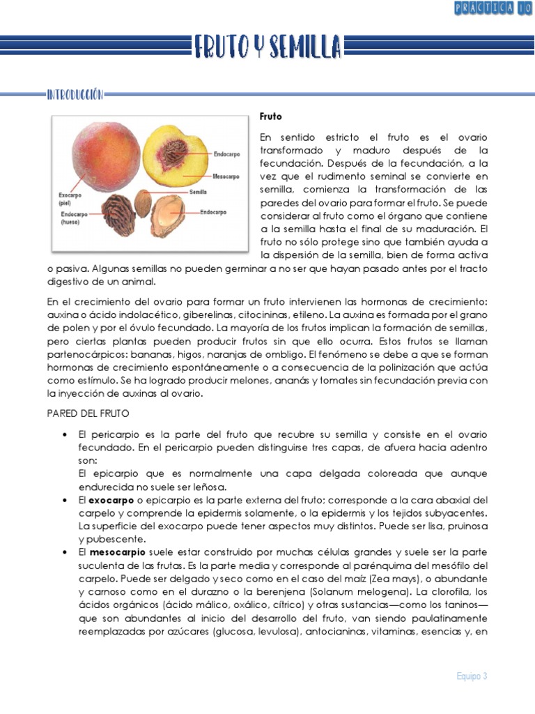 Práctica 10. Fruto y semilla | PDF | Fruta | Embrión