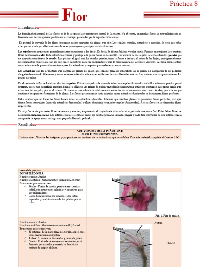 Práctica 8 Flor | PDF | Flores | Polinización
