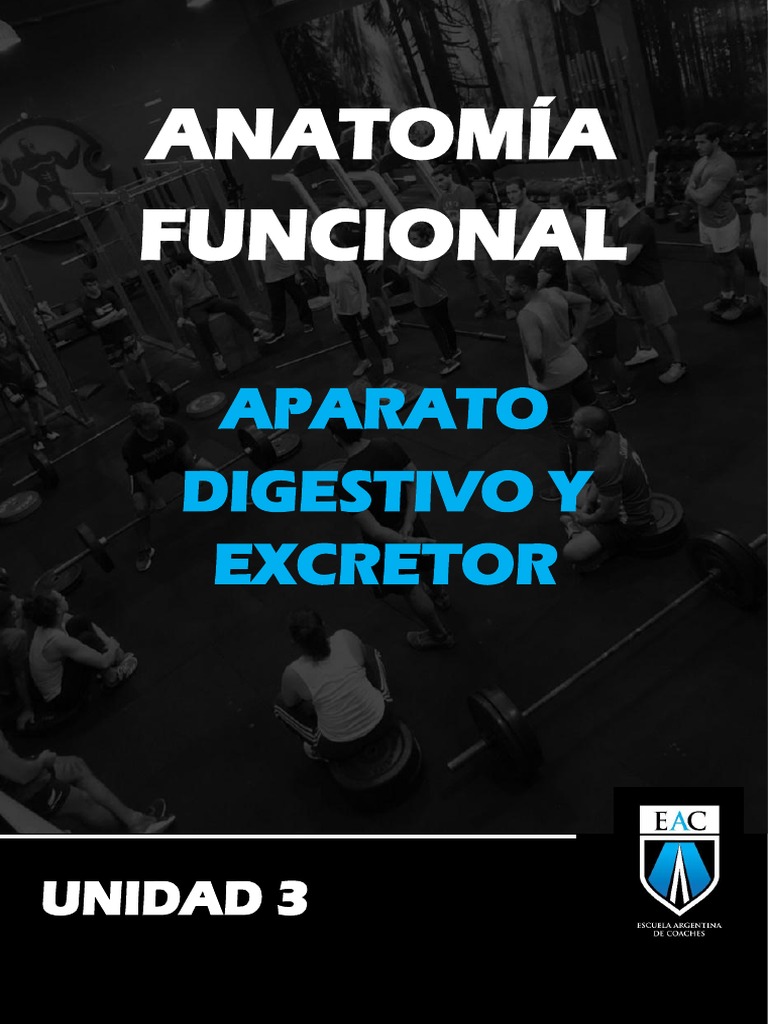Anatomía del Aparato Digestivo y Excretor | PDF | Digestión | Sistema ...
