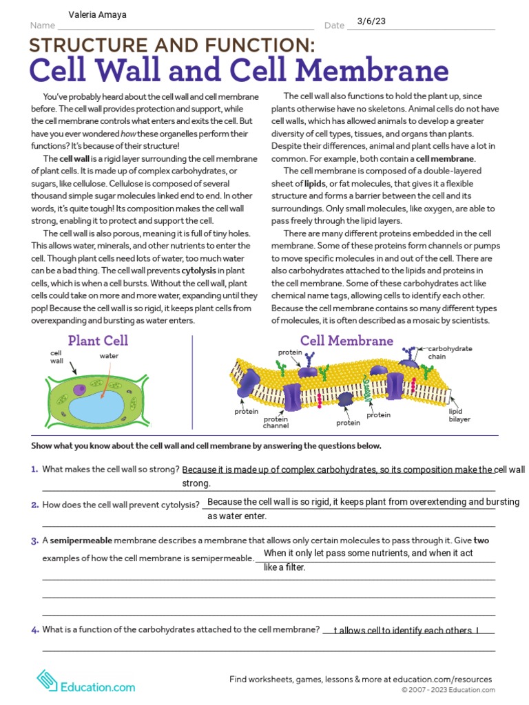 Cell Membrane Function. | PDF | Cell Membrane | Cell (Biology)