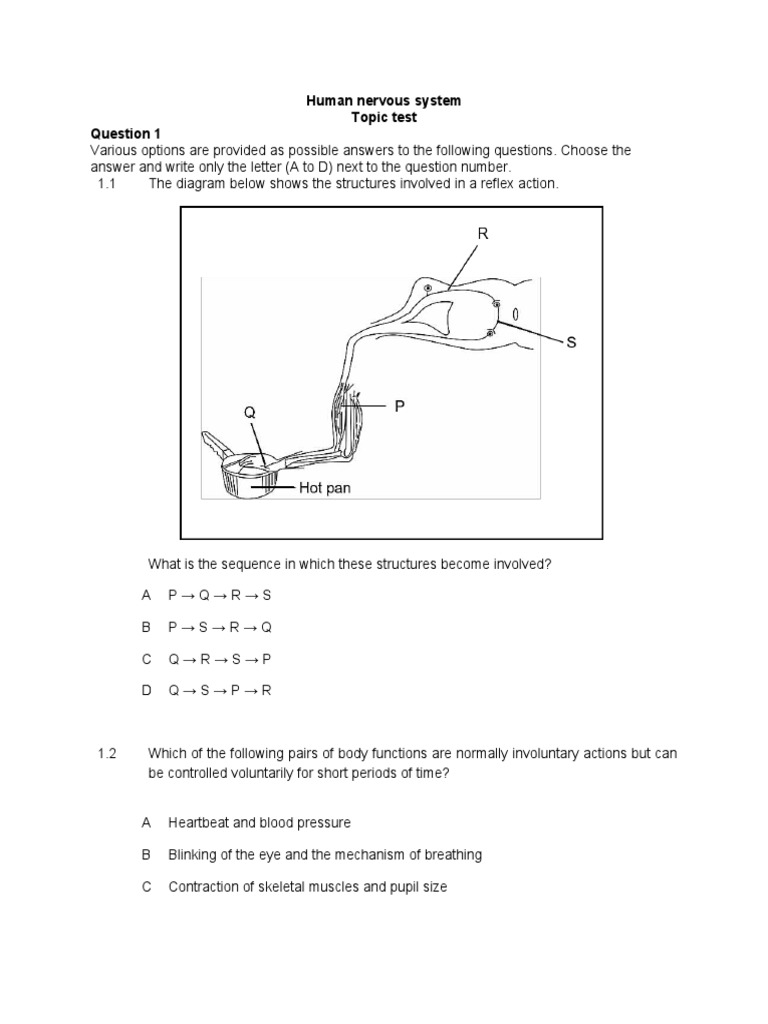 Grade 12 Nervous System Test Questions | PDF | Neuron | Nervous System