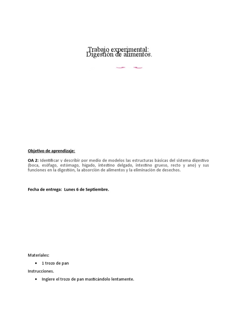 Actividad Experimental - Pan 1 | PDF | Sistema digestivo humano | Digestión