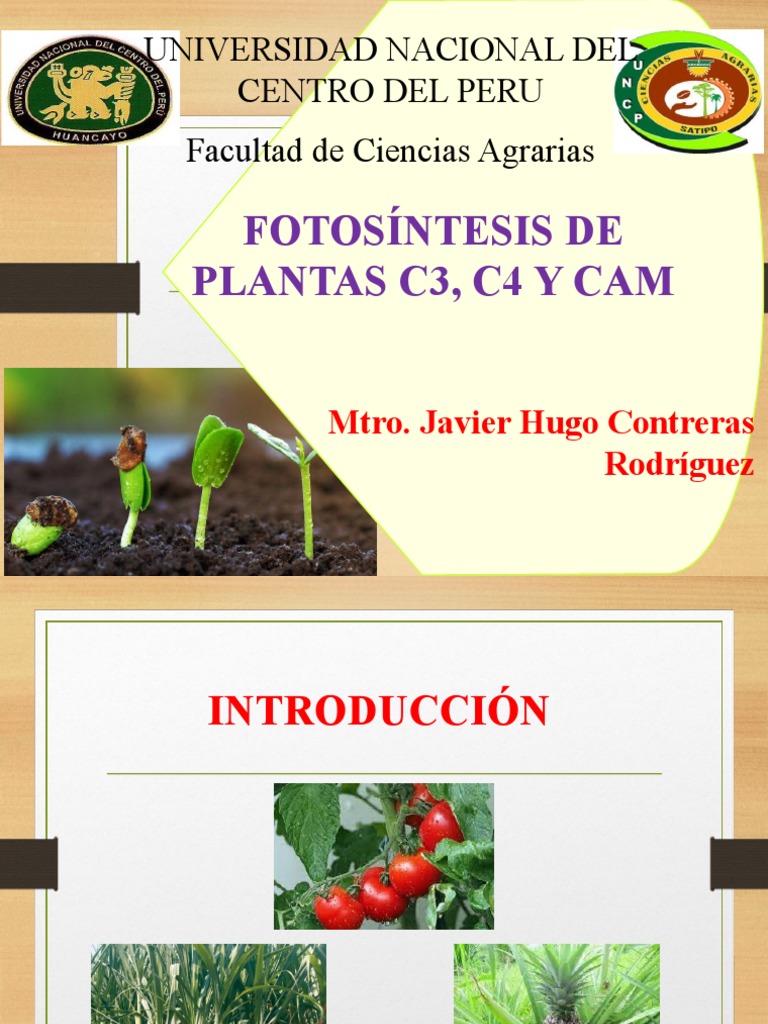 07 Fotosintesis de Plantas c3, c4 y Cam | PDF