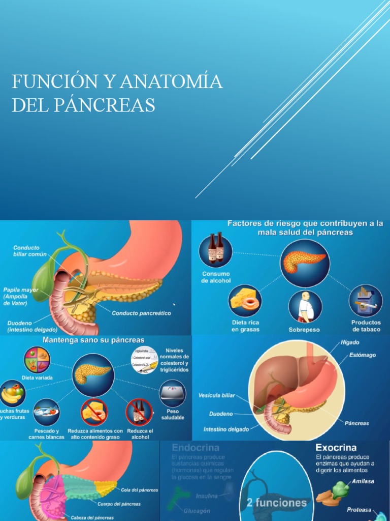 Función y Anatomía Del Páncreas | PDF