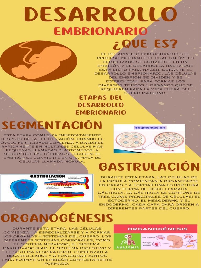 Infografia de Desarrollo Embrionario | PDF