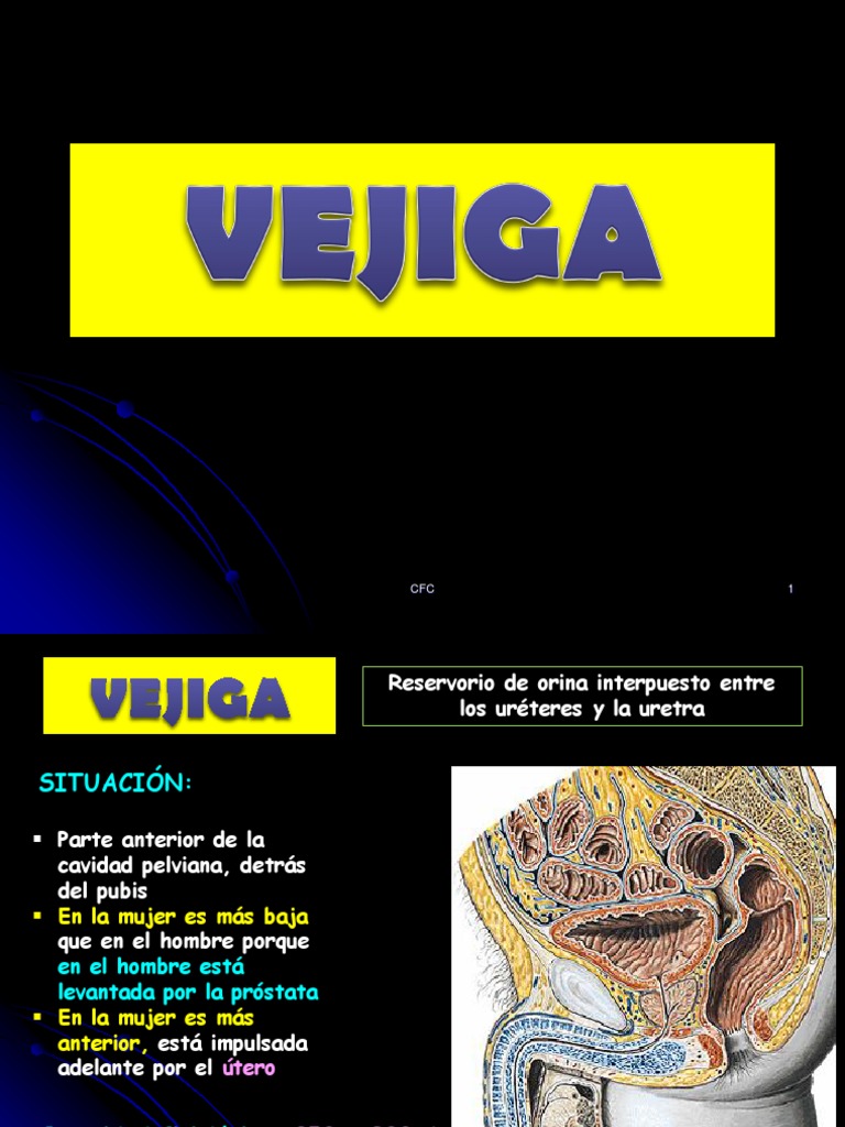 CFC - Vejiga | PDF | Vejiga urinaria | Fisiología