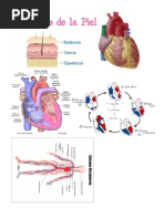 Descripción de Los Pines Del Conector OBD-II | PDF