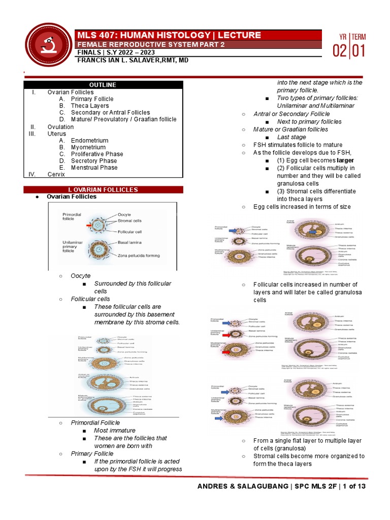 Female Reproductive System Part 2 - SPC MLS 2F - Histo Lec PDF | Download Free PDF | Menstrual ...