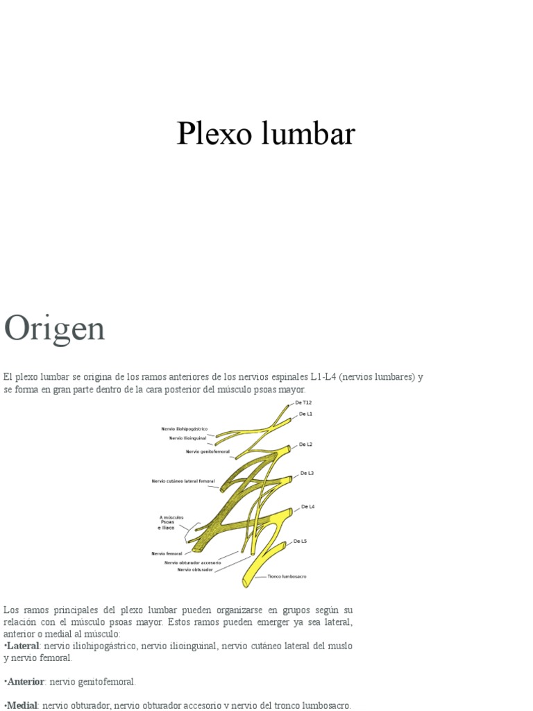 Plexo Lumbar: Origen y Nervios Clave | PDF | Sistema musculoesquelético ...
