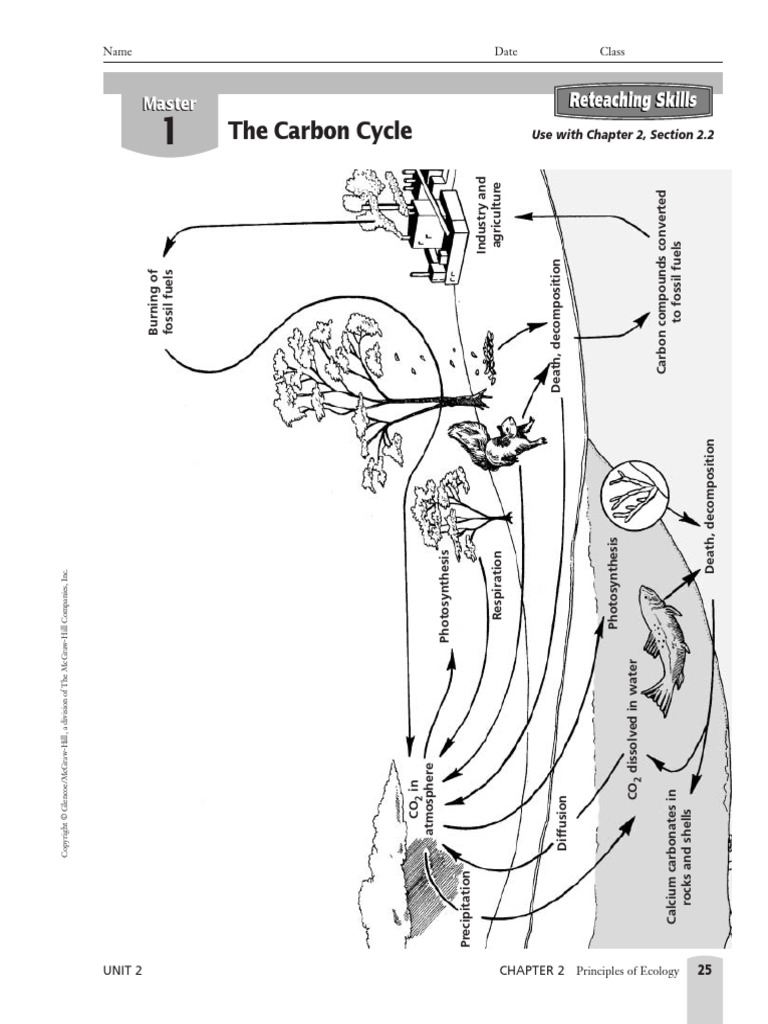 Carbon Cycle Worksheet | PDF | Carbon Cycle | Carbon Dioxide