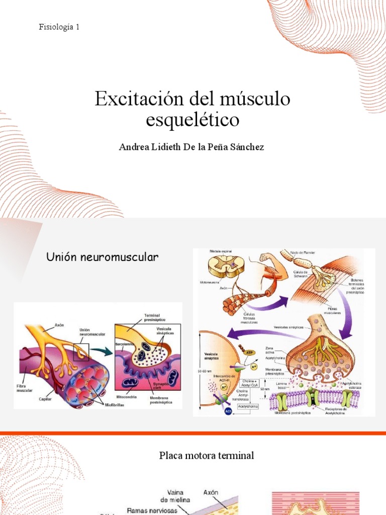 Excitación del músculo esquelético | PDF | Unión neuromuscular ...