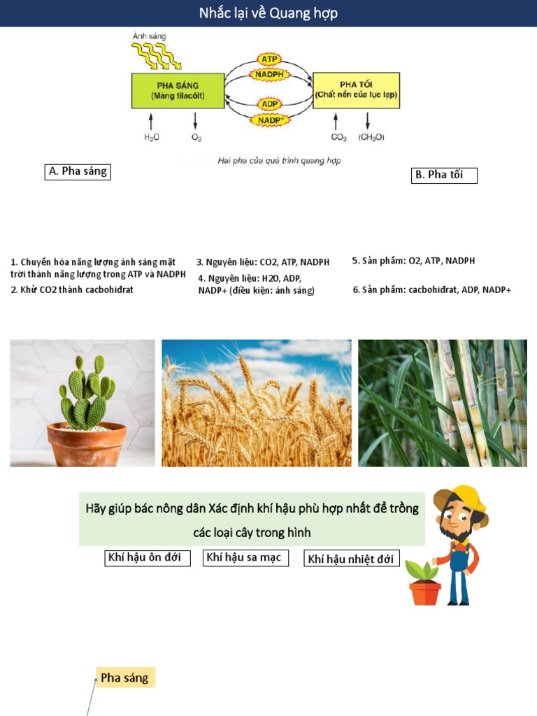 B9. Quang H P C3, C4, CAM | PDF