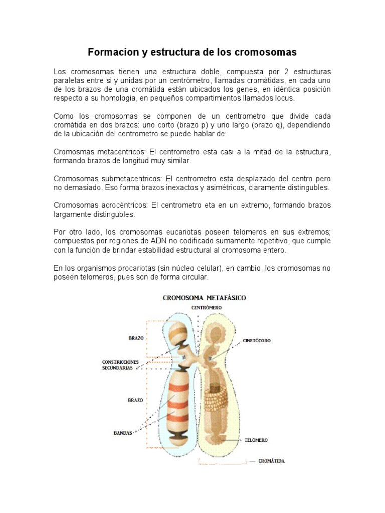 Formacion y Estructura de Los Cromosomas | PDF