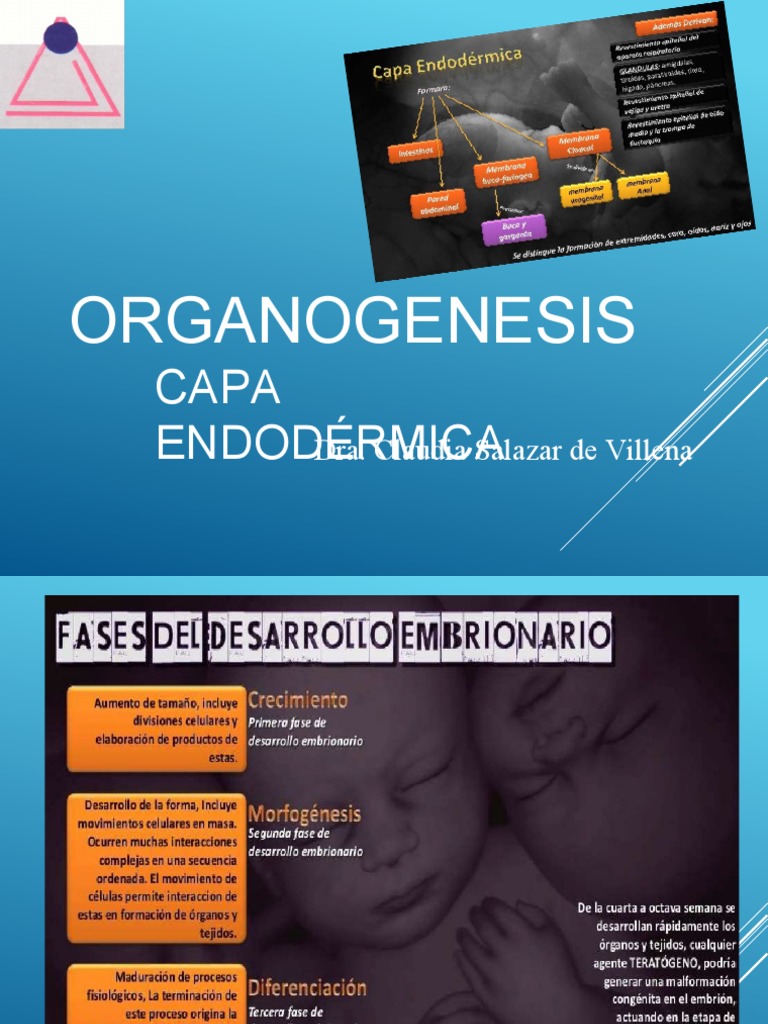 Desarrollo del endodermo y formación del tracto gastrointestinal ...