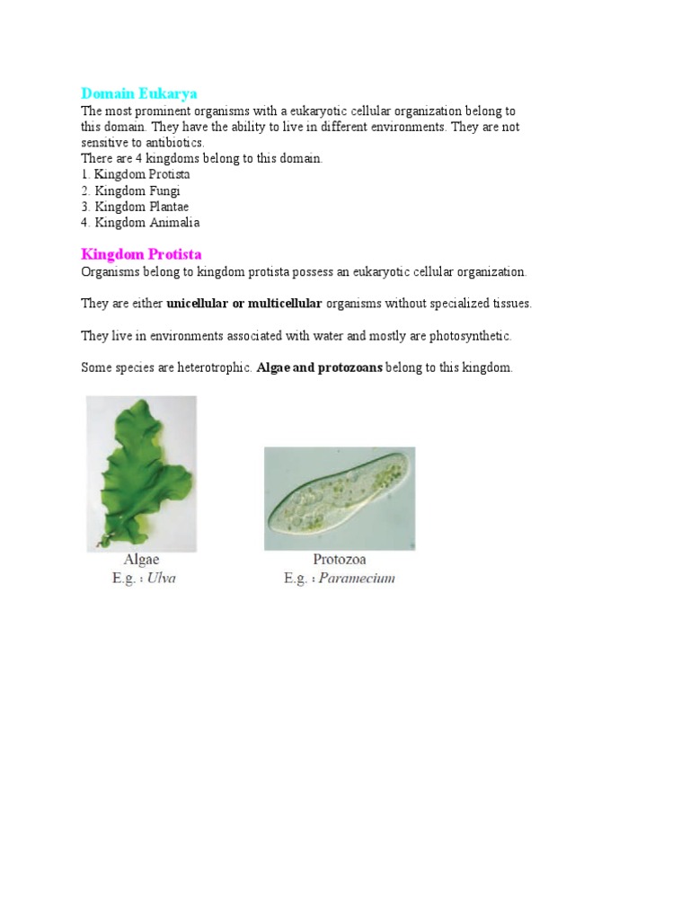 Domain Eukarya-YR10 - PART2 - TUTE2 | PDF | Cell (Biology) | Algae