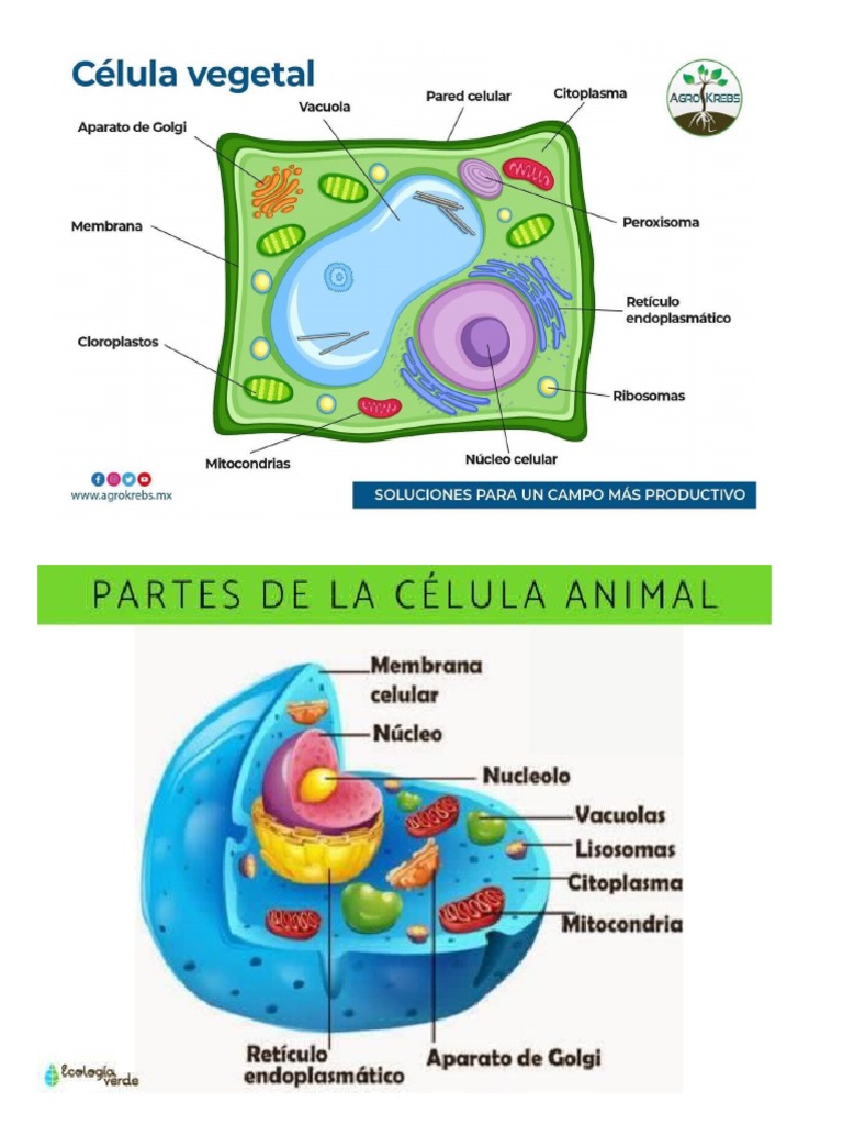 Celula Animal y Vegetal | PDF
