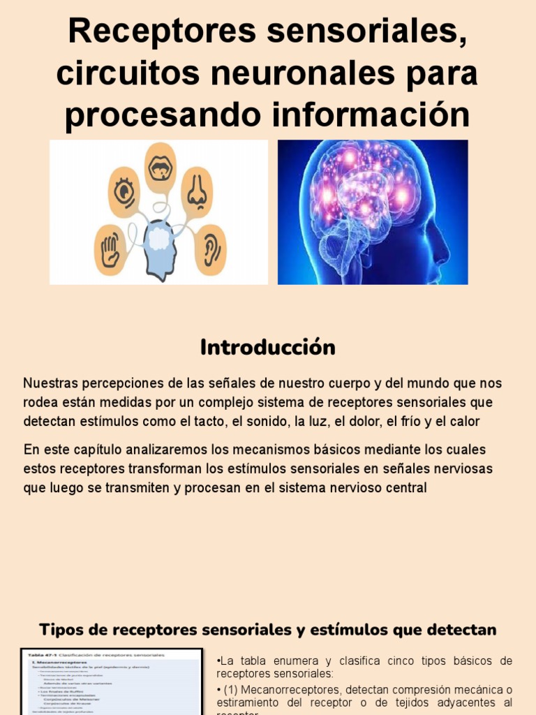 Receptores Sensoriales, Circuitos Neuronales para Procesando ...