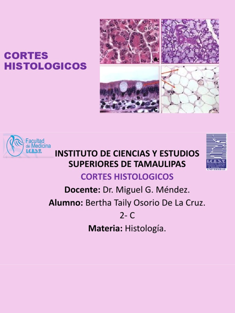 Cortes Histologicos | PDF | Riñón | Epitelio