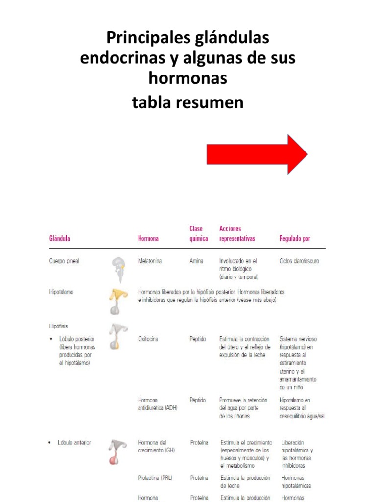 Las principales glándulas endocrinas y sus hormonas: una tabla resumen | PDF